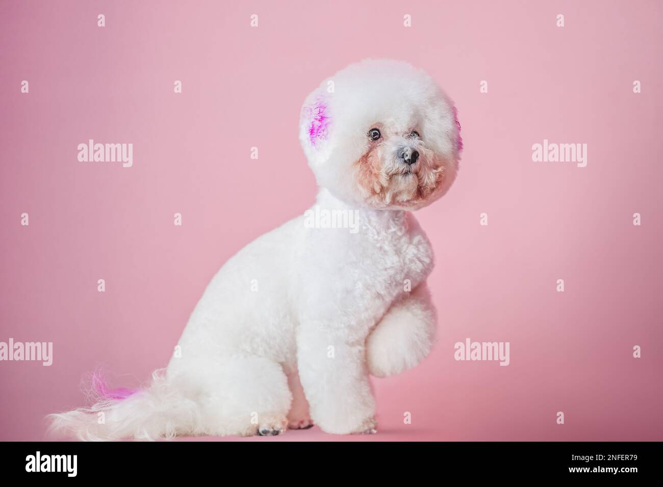 Cane bichon frise immagini e fotografie stock ad alta risoluzione - Alamy