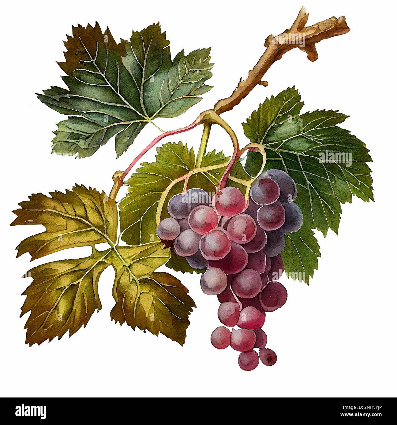 Grappolo uva acquarello immagini e fotografie stock ad alta risoluzione ...