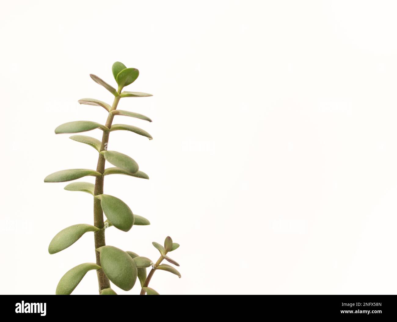 Albero della fortuna immagini e fotografie stock ad alta risoluzione ...