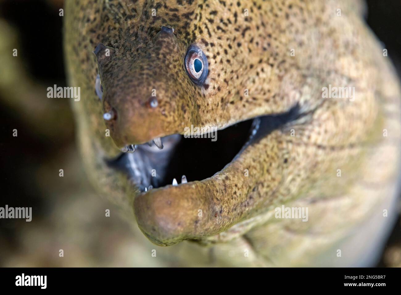 Isole gubal immagini e fotografie stock ad alta risoluzione - Alamy