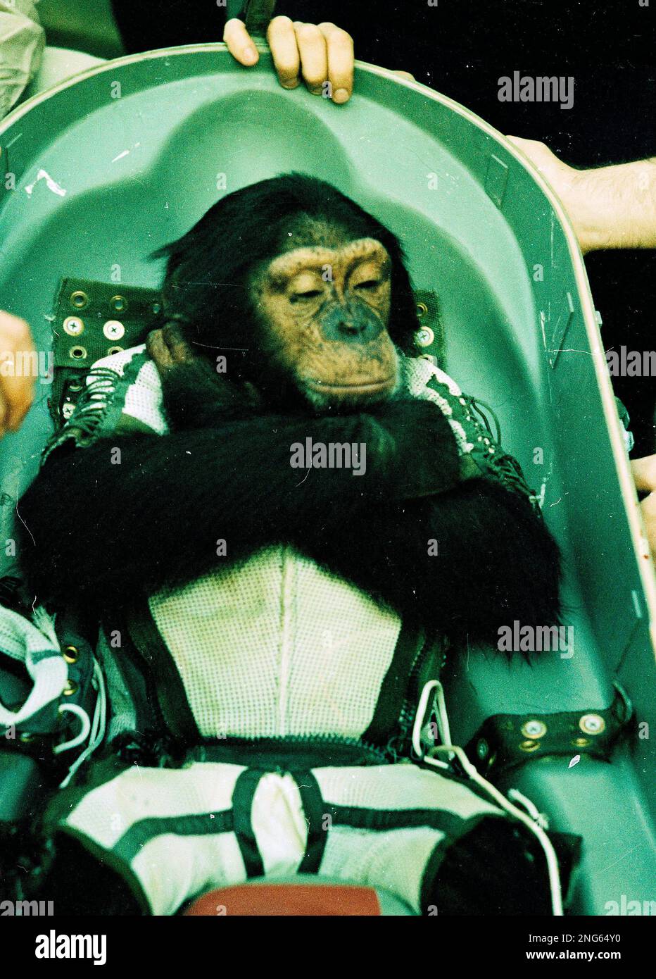 Ham, also known as Ham the Chimp, was the first higher primate launched ...