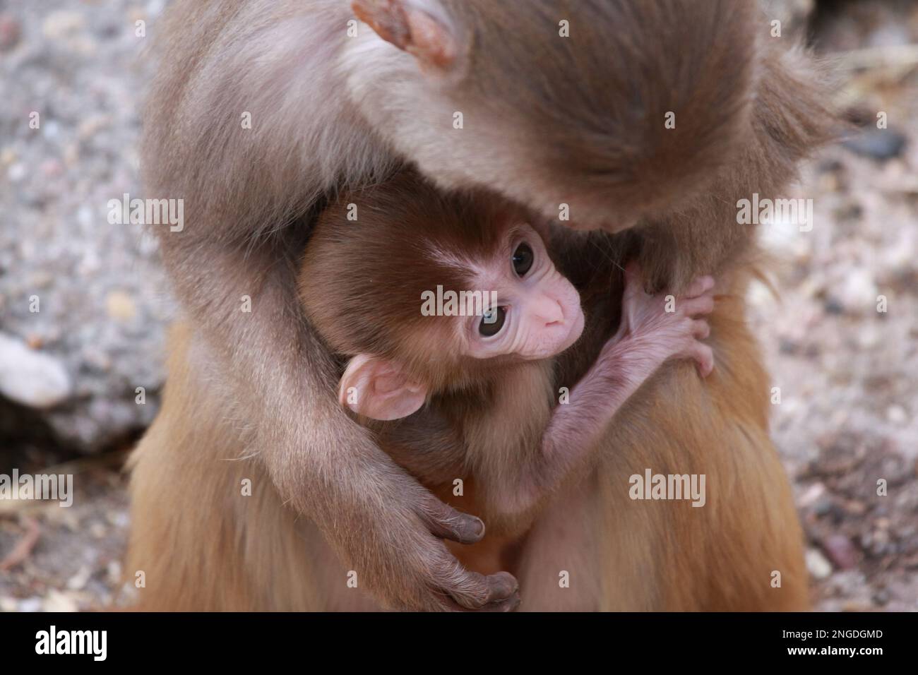 Madre scimmia controllando il bambino immagini e fotografie stock ad ...