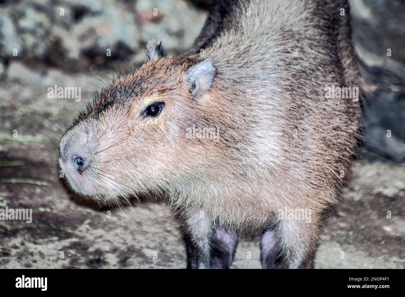 Capybara portrait immagini e fotografie stock ad alta risoluzione - Alamy