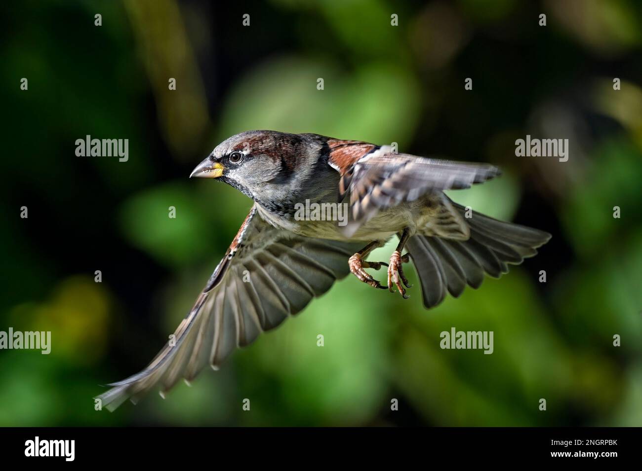 Passero domestico volo immagini e fotografie stock ad alta risoluzione ...
