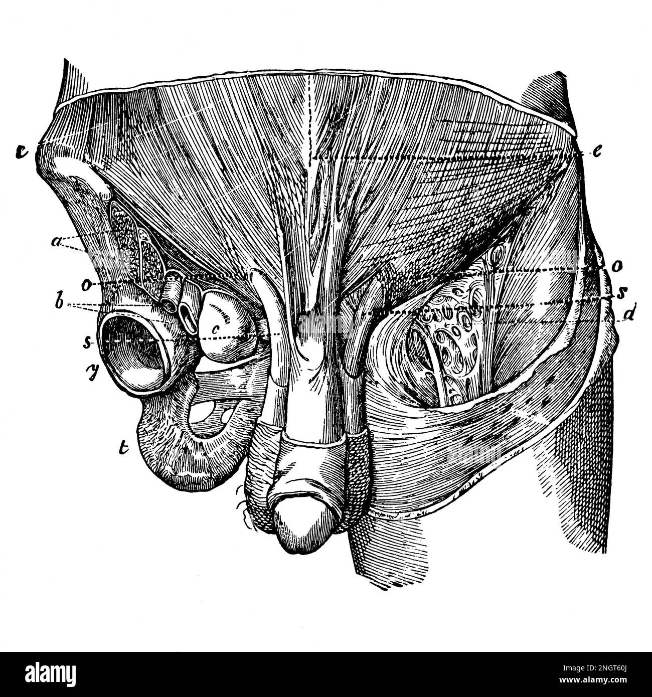 Anatomia inguinale immagini e fotografie stock ad alta risoluzione - Alamy