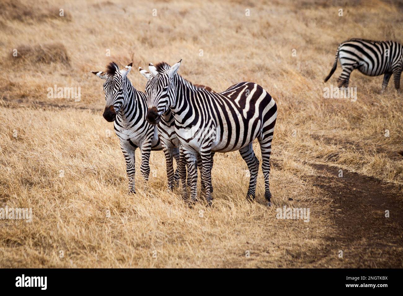 Fauna selvatica e opere d'arte della natura immagini e fotografie stock ...