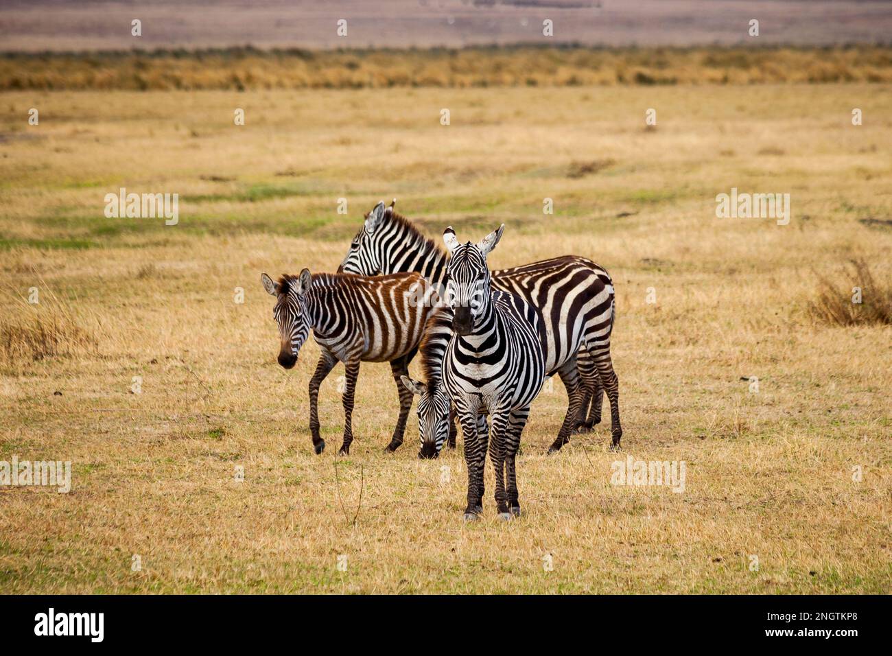 Fauna selvatica e opere d'arte della natura immagini e fotografie stock ...