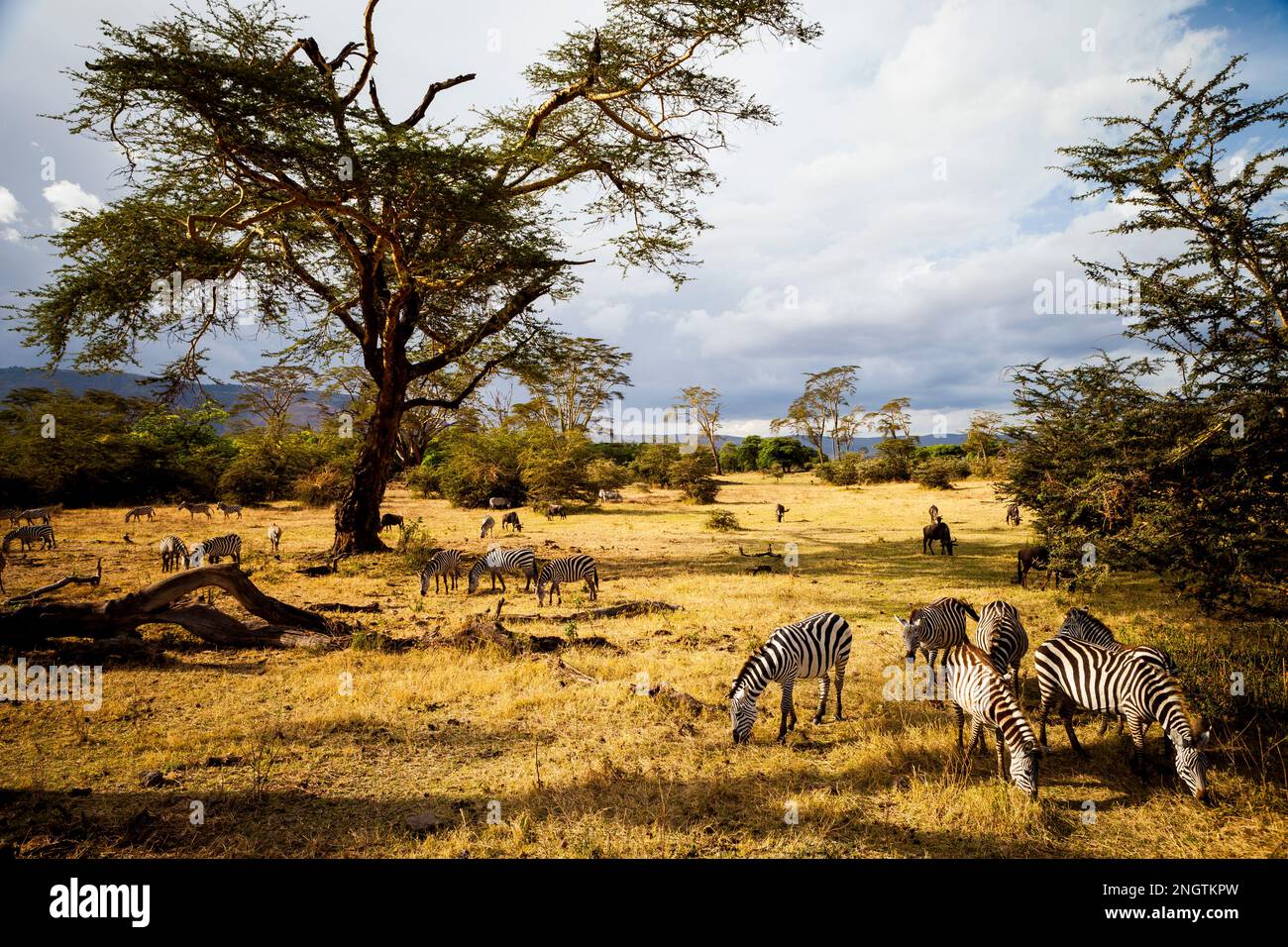 Fauna selvatica e opere d'arte della natura immagini e fotografie stock ...
