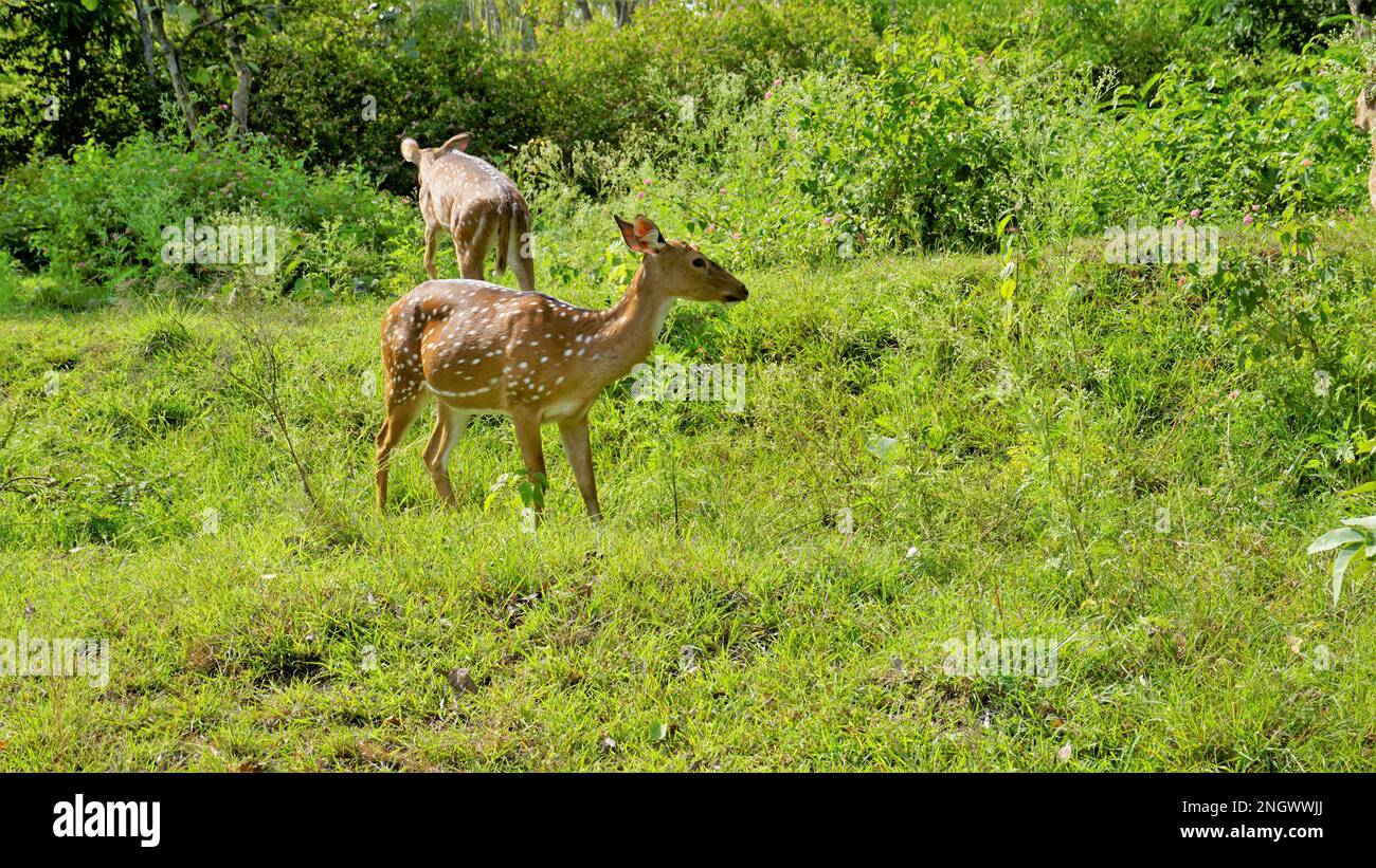 Guidare la famiglia immagini e fotografie stock ad alta risoluzione - Alamy