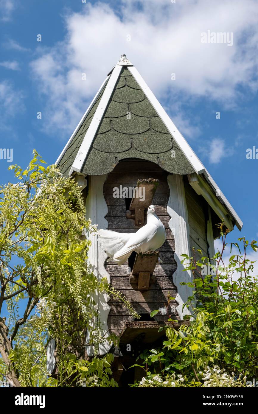 Ambiente colombaia immagini e fotografie stock ad alta risoluzione - Alamy