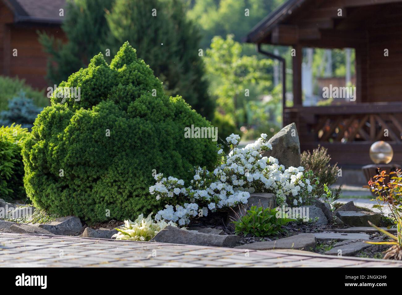 Un giardino unico moderno di conifere e rododendri fioriti è un esempio ...