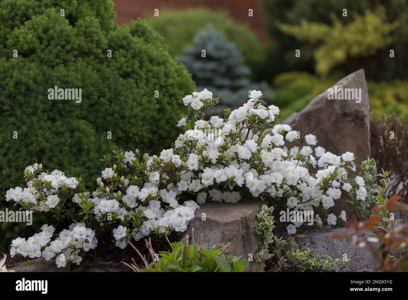 Un giardino unico moderno di conifere e rododendri fioriti è un esempio ...