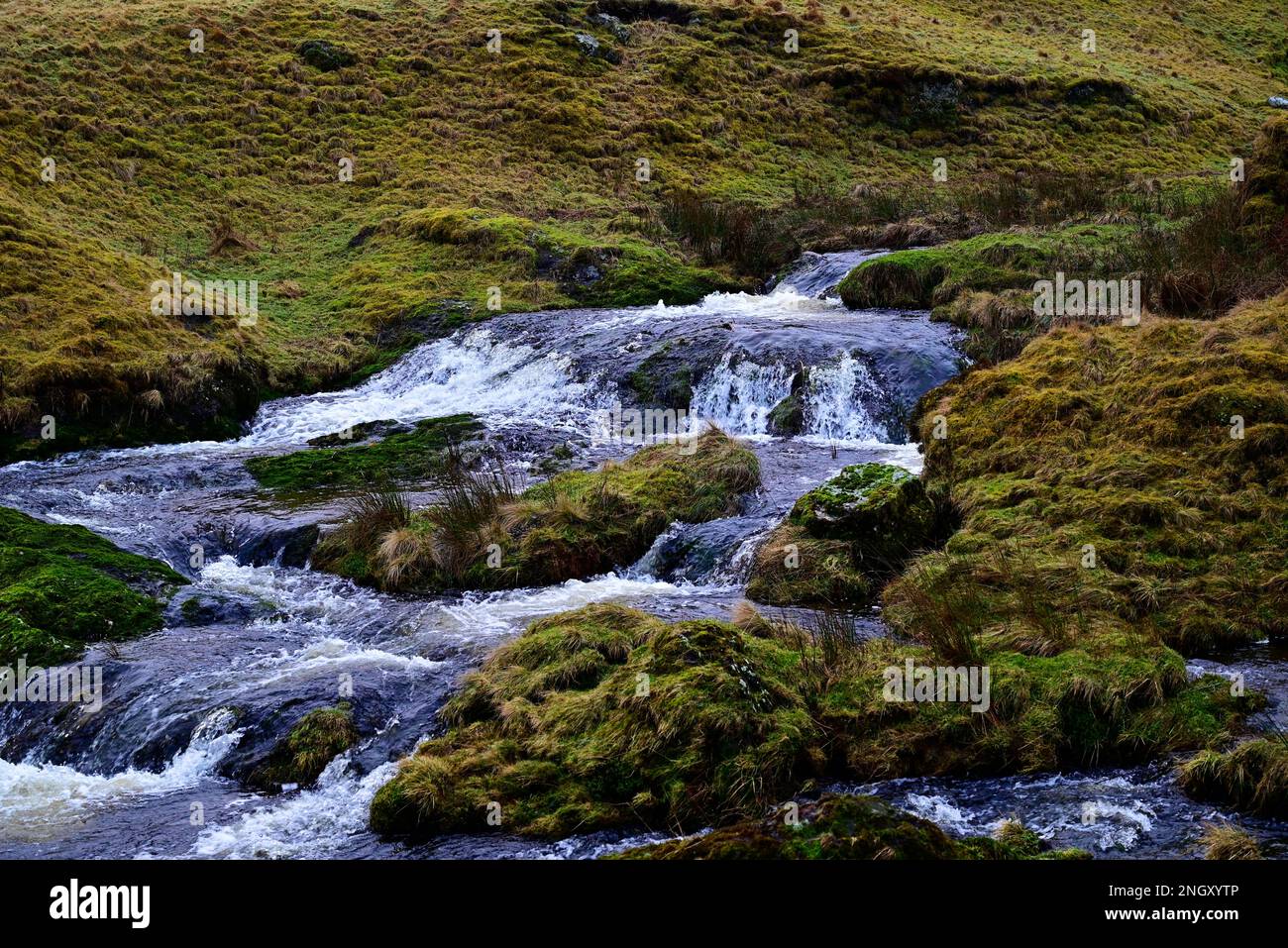 Ecosistema della brughiera immagini e fotografie stock ad alta ...