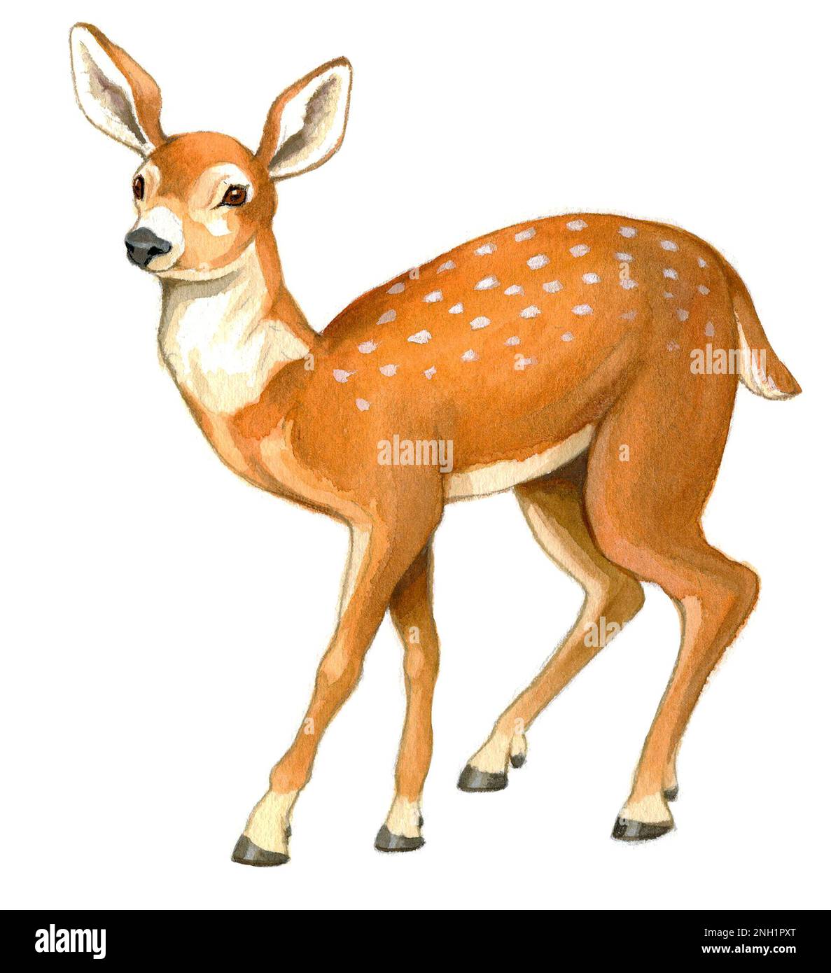 Cervo dipinto immagini e fotografie stock ad alta risoluzione - Alamy