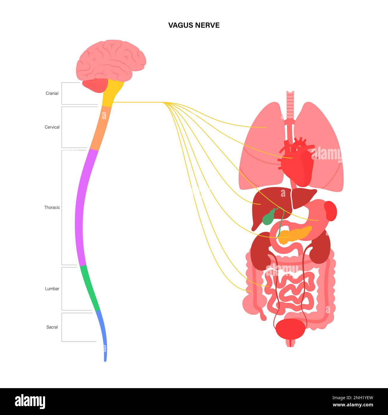 Vagus nerve immagini e fotografie stock ad alta risoluzione - Alamy