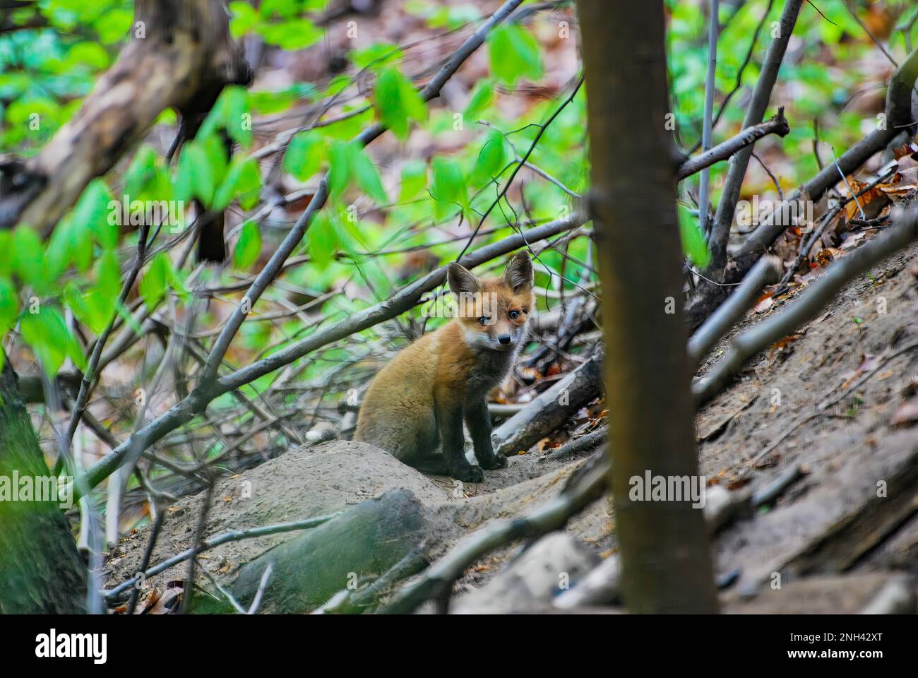 Kit volpe immagini e fotografie stock ad alta risoluzione - Alamy