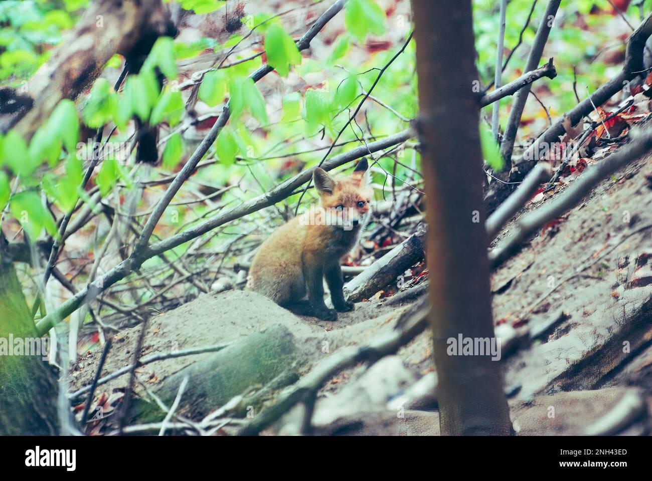 Kit volpe immagini e fotografie stock ad alta risoluzione - Alamy