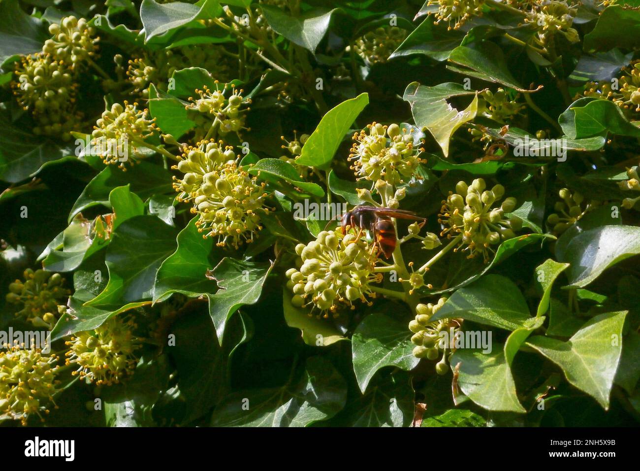 Vespa velutina immagini e fotografie stock ad alta risoluzione - Alamy