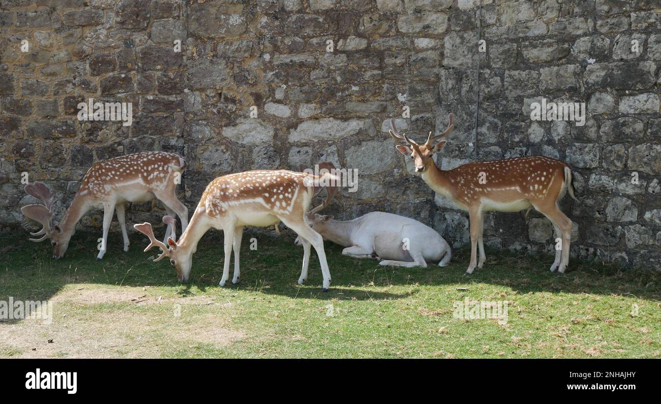 Conoscere il parco dei cervi immagini e fotografie stock ad alta ...
