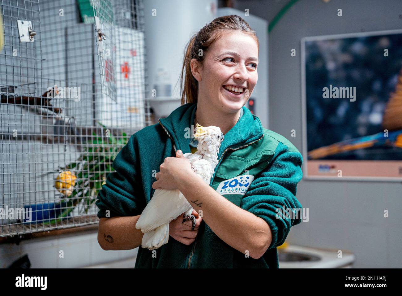 A keeper with a cockatoo chick in a room of the Zoo Aquarium of Madrid ...