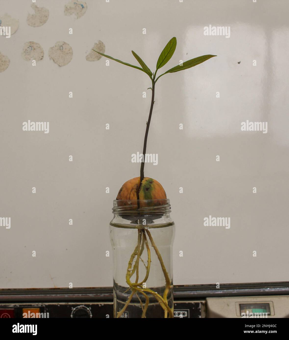 Seme di nocciolo di avocado che cresce in un bicchiere d'acqua immagini ...