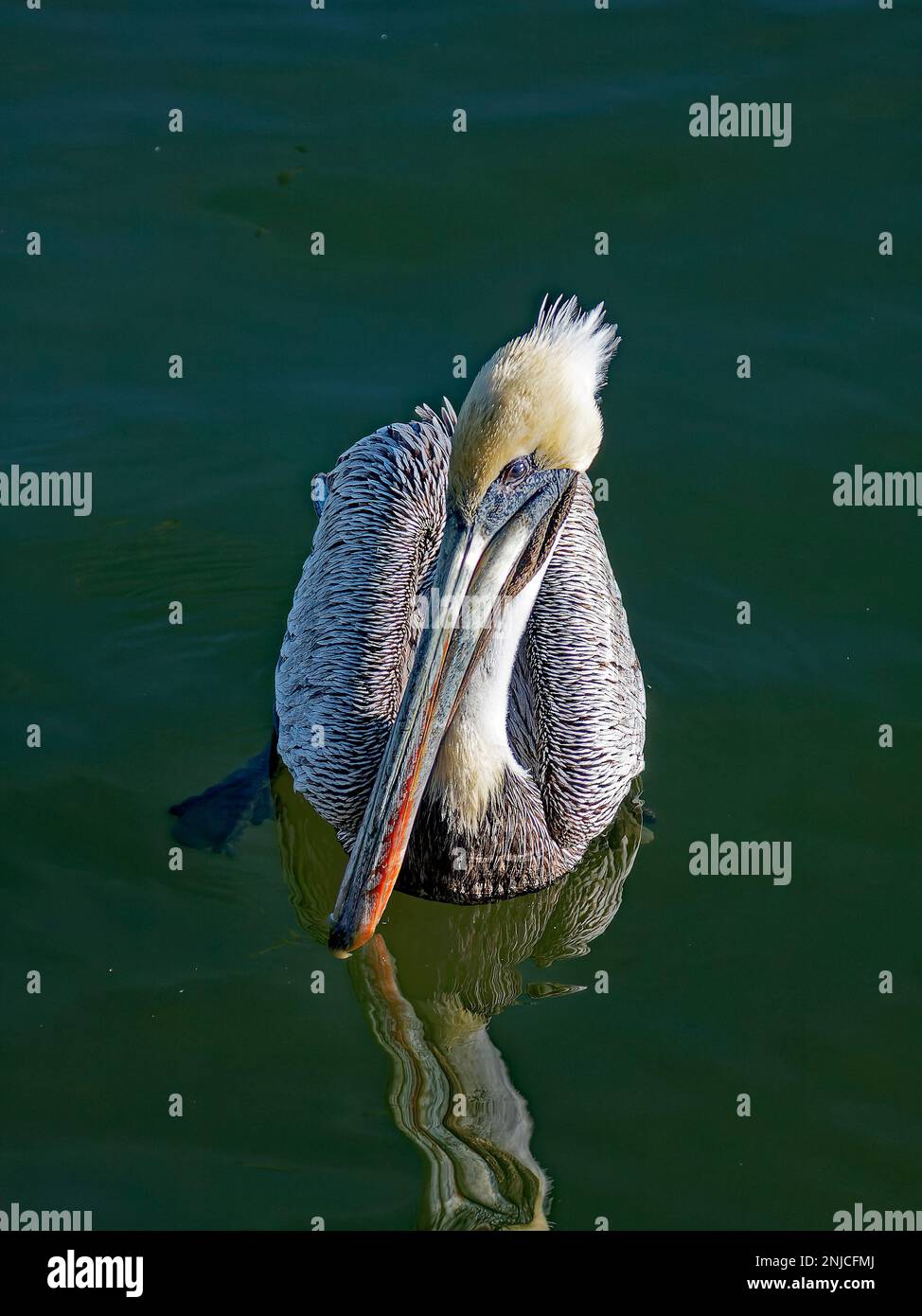 Pelecanus occidenetalis immagini e fotografie stock ad alta risoluzione ...
