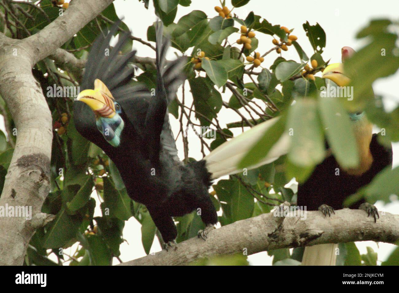 Un individuo femminile di carpino (Rhyticeros cassidix) decolla da un ...