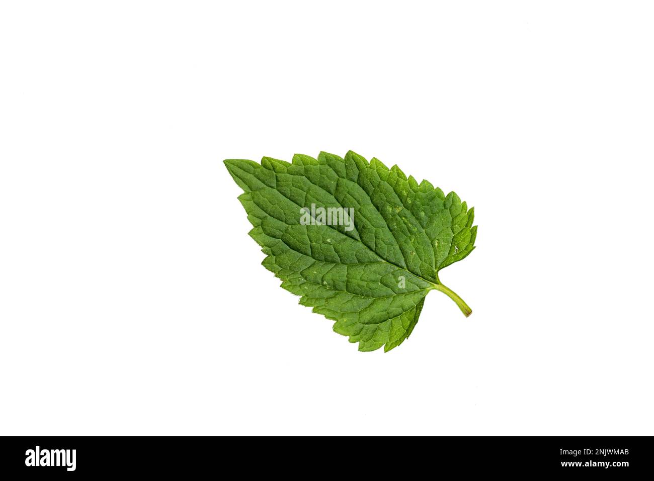 Sfondo texture foglia Immagini senza sfondo e Foto Stock ritagliate - Alamy