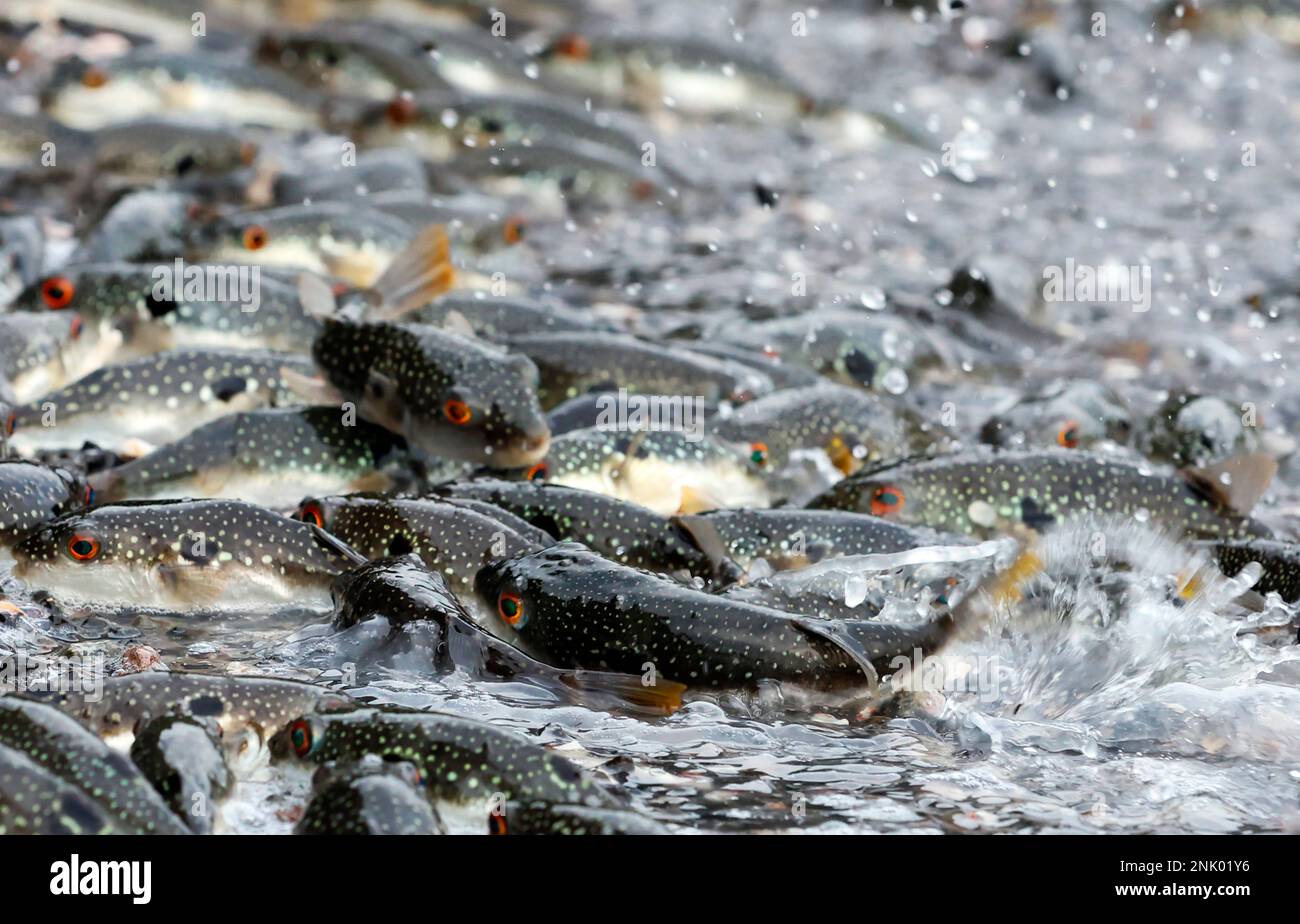 Lots of grass puffer (Takifugu niphobles) gather to lay eggs on the ...