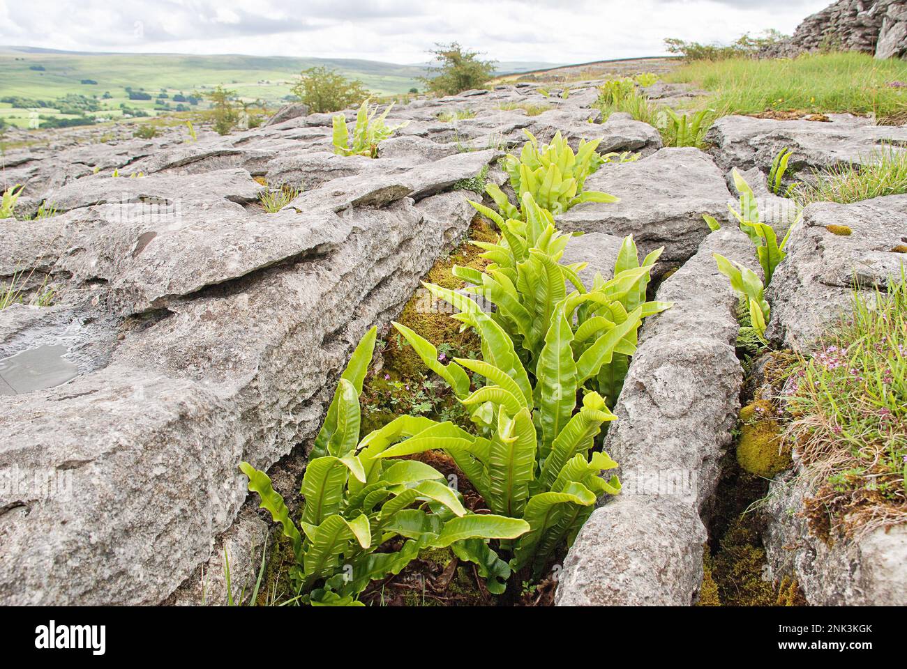 Felce sempreverde del genere asplenium immagini e fotografie stock ad ...