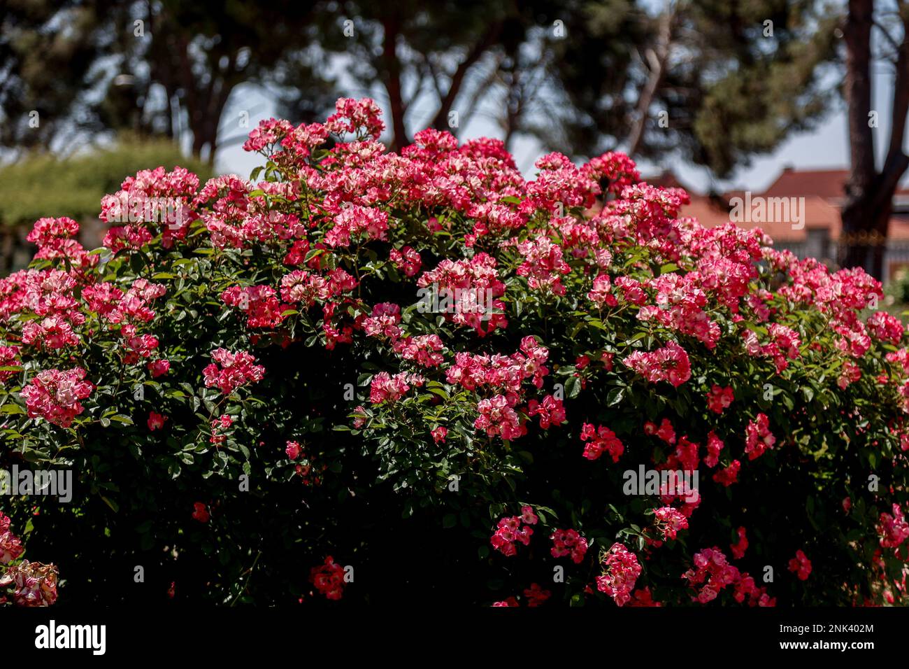 French hybrid tea rose bush in the Rose Garden of Parque del Oeste, May ...