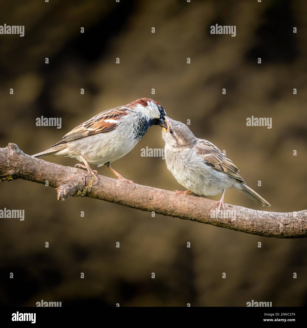 Passeri di casa che si nutrono della terra immagini e fotografie stock ...
