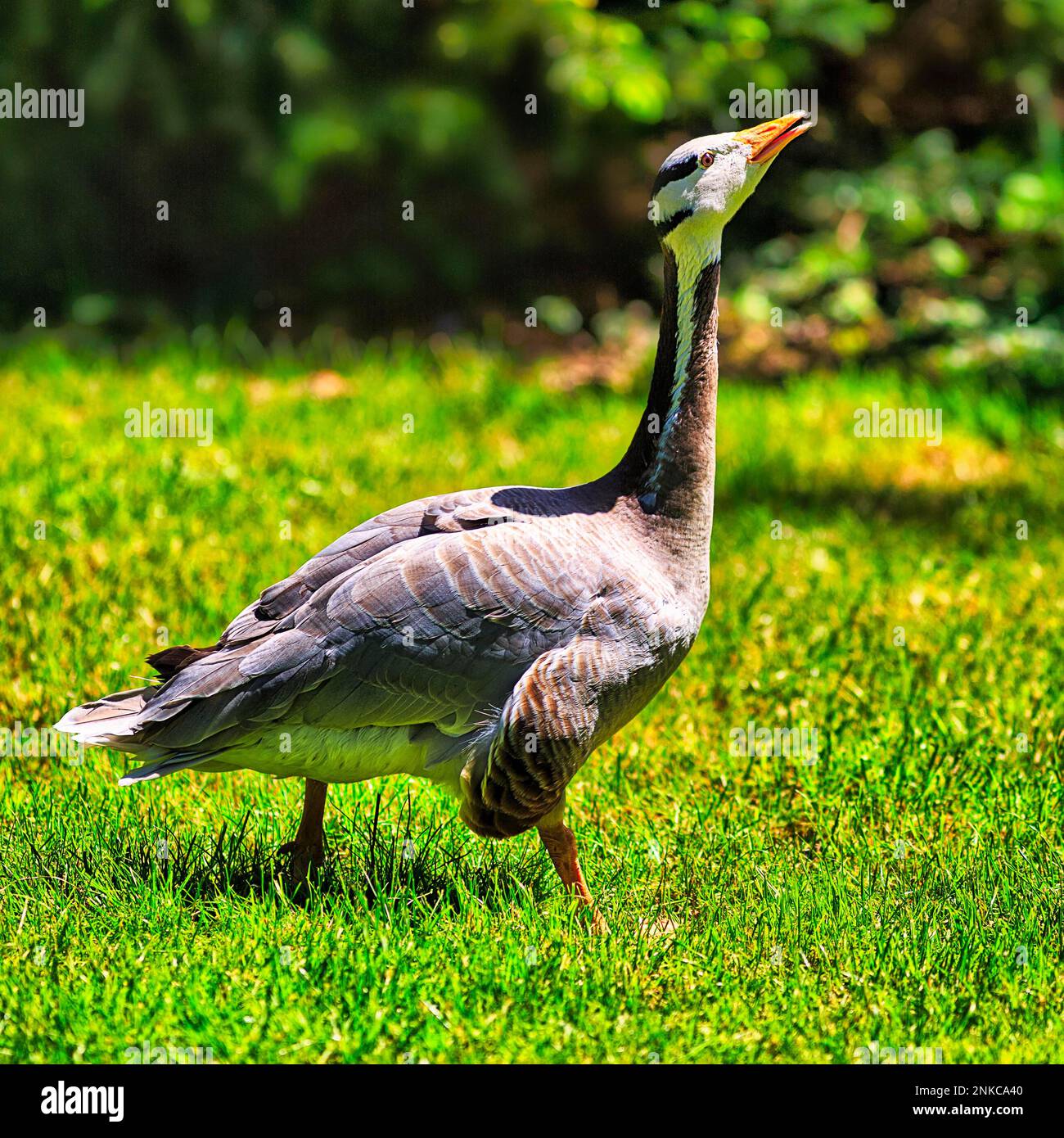 Walsrode weltvogelpark immagini e fotografie stock ad alta risoluzione ...