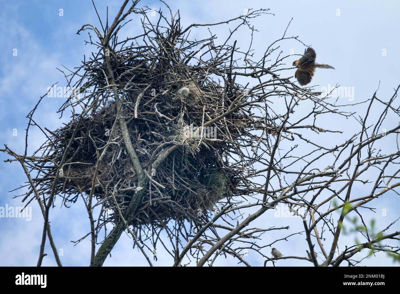 I passeri spagnoli (Passer hispaniolensis) nidificano nel nido dei ...
