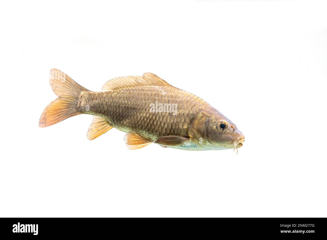 Carpa comune Immagini senza sfondo e Foto Stock ritagliate - Alamy