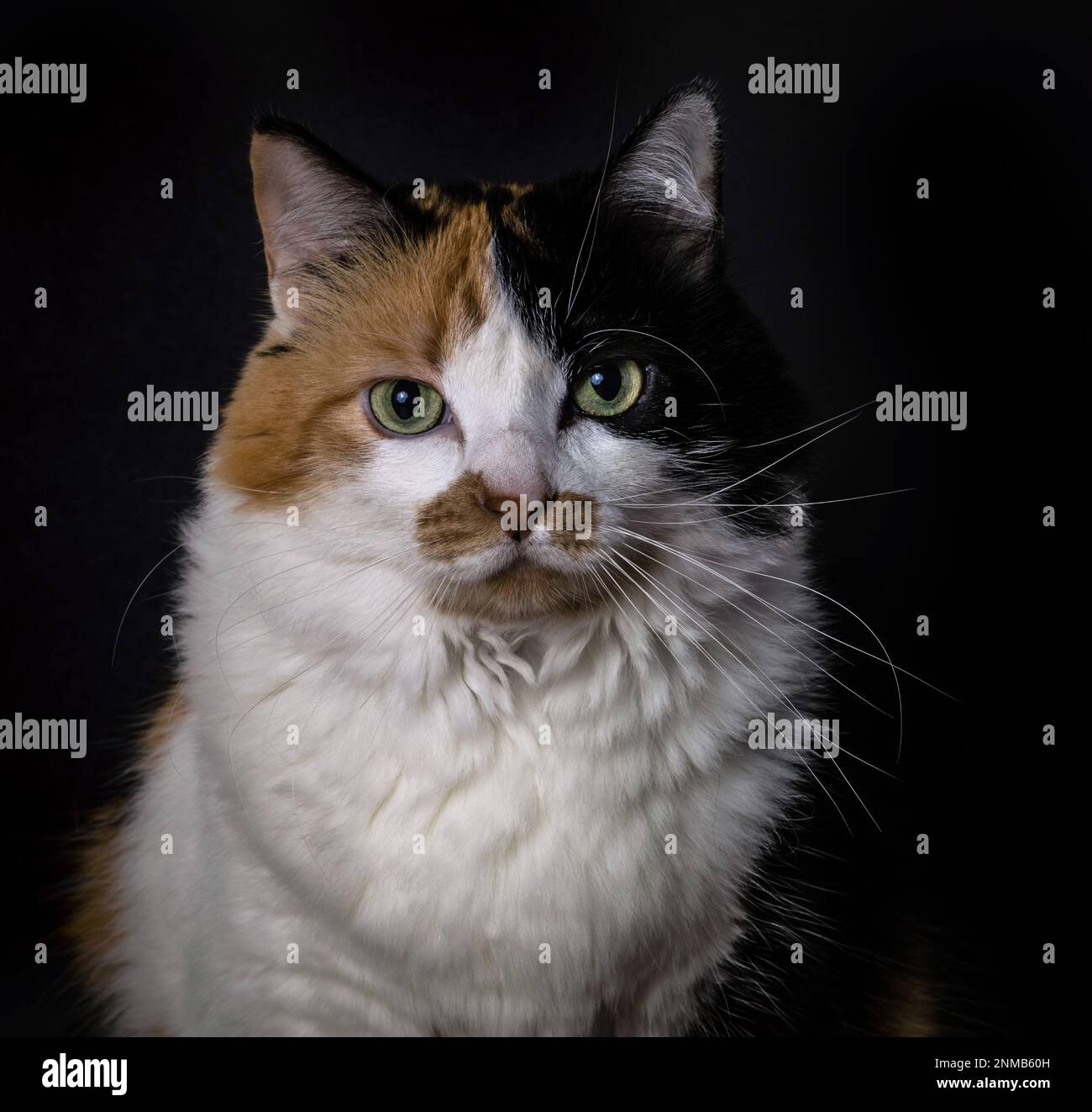 Ritratto di gatto calico immagini e fotografie stock ad alta ...