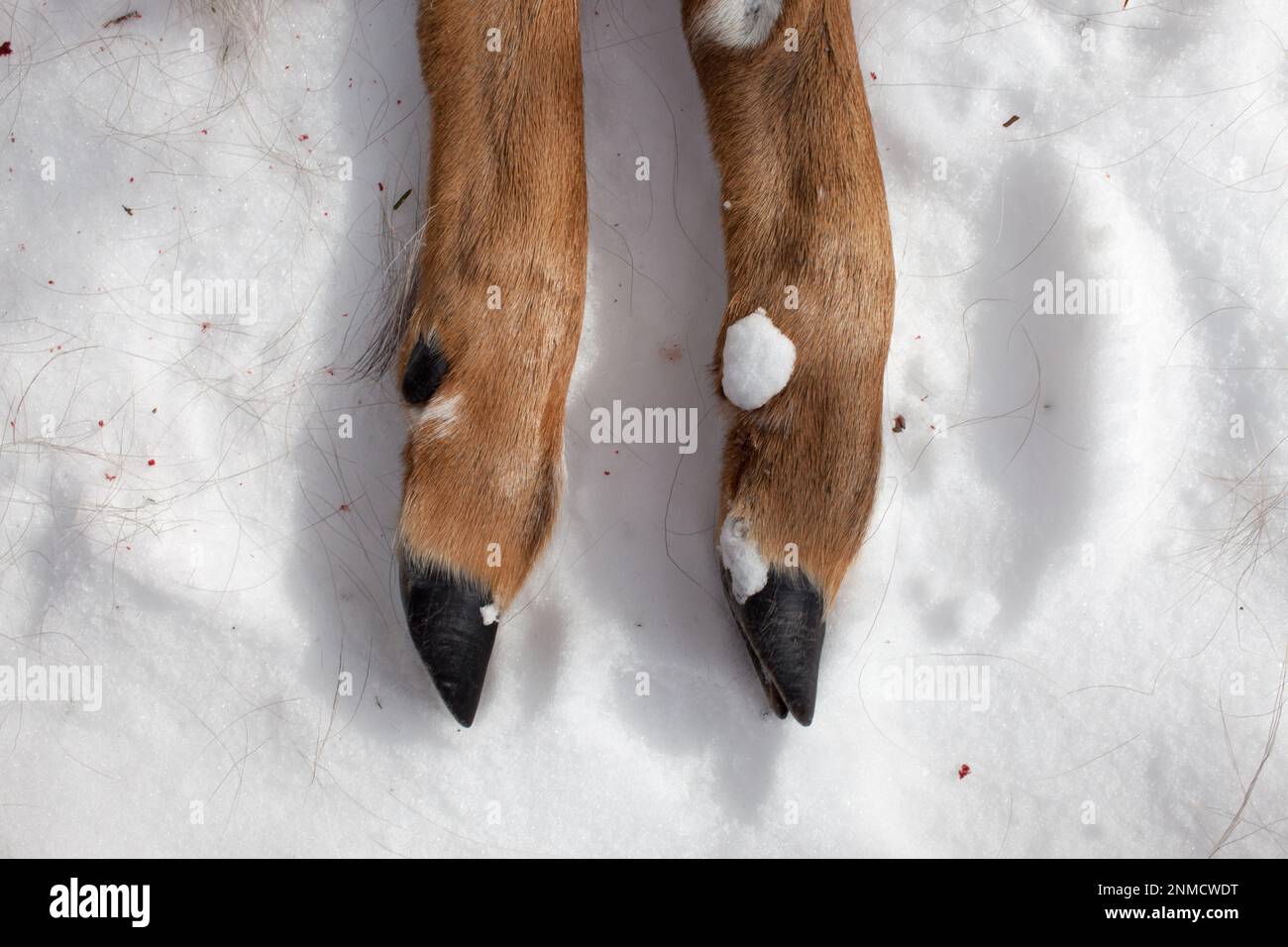 Zoccoli di cervo immagini e fotografie stock ad alta risoluzione - Alamy