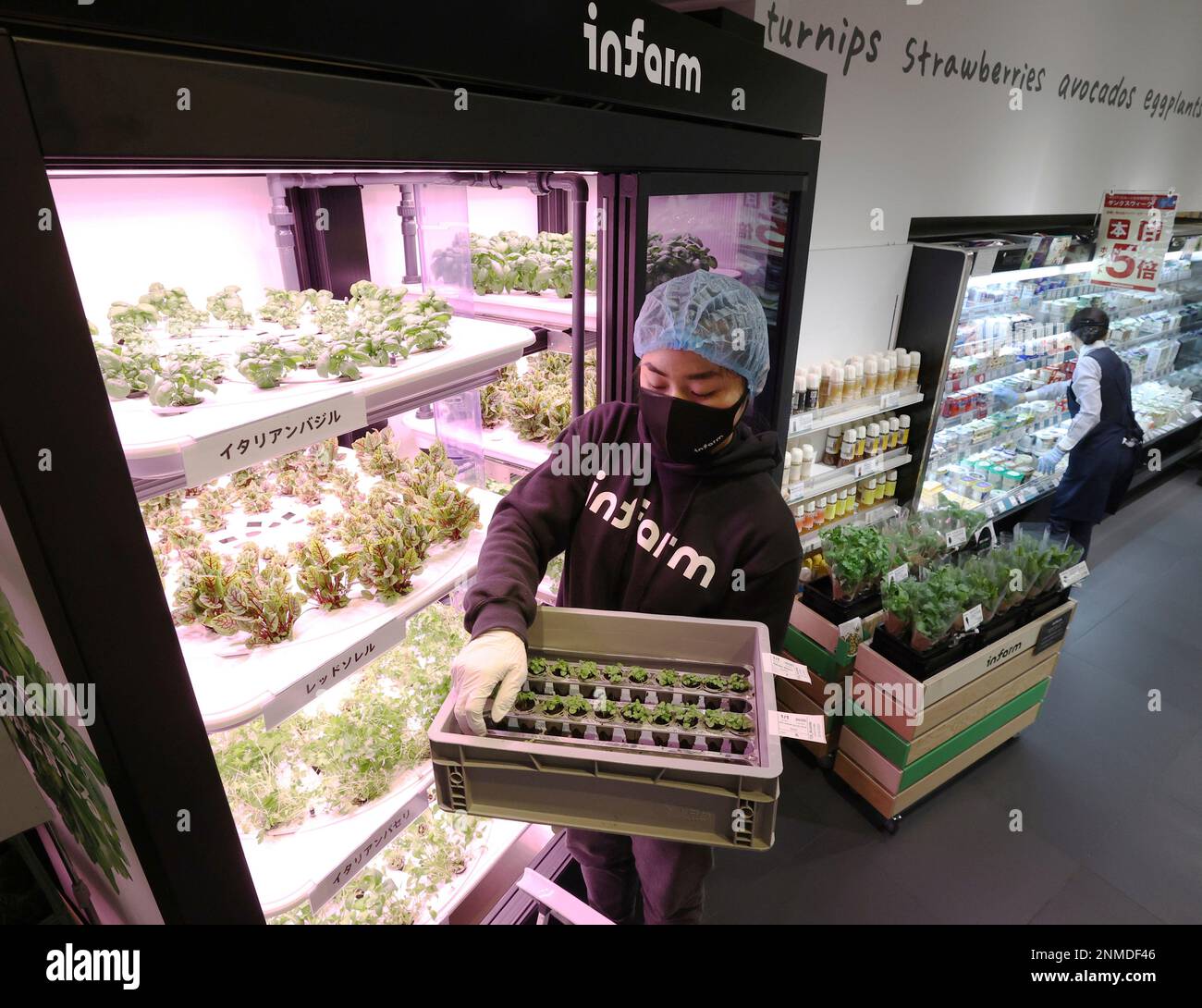 A staff of the German company "Infarm" manages to cultivate vegetables ...