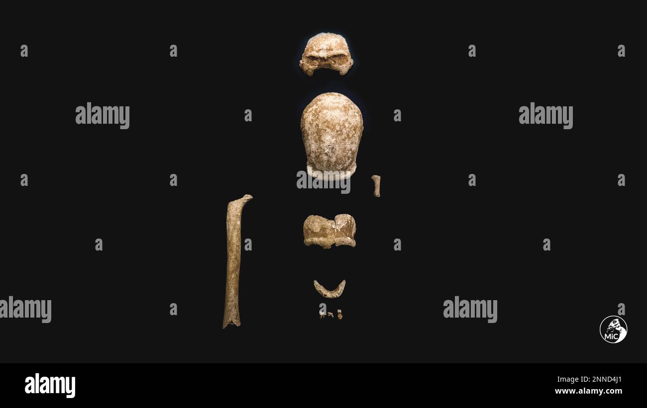This image released by the Italian Culture Ministry shows fossil ...