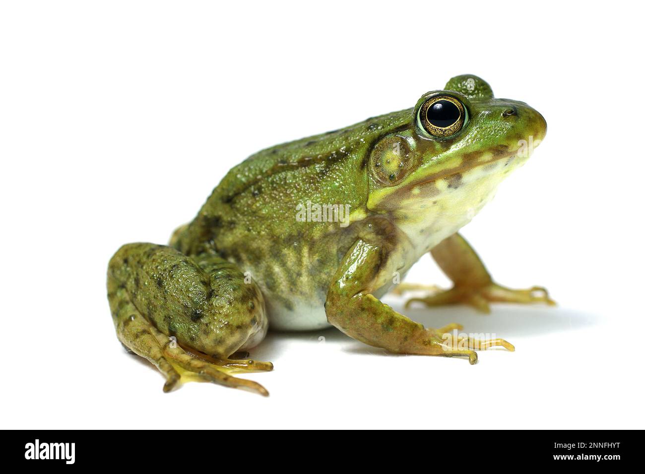 Rana anatomia immagini e fotografie stock ad alta risoluzione - Alamy