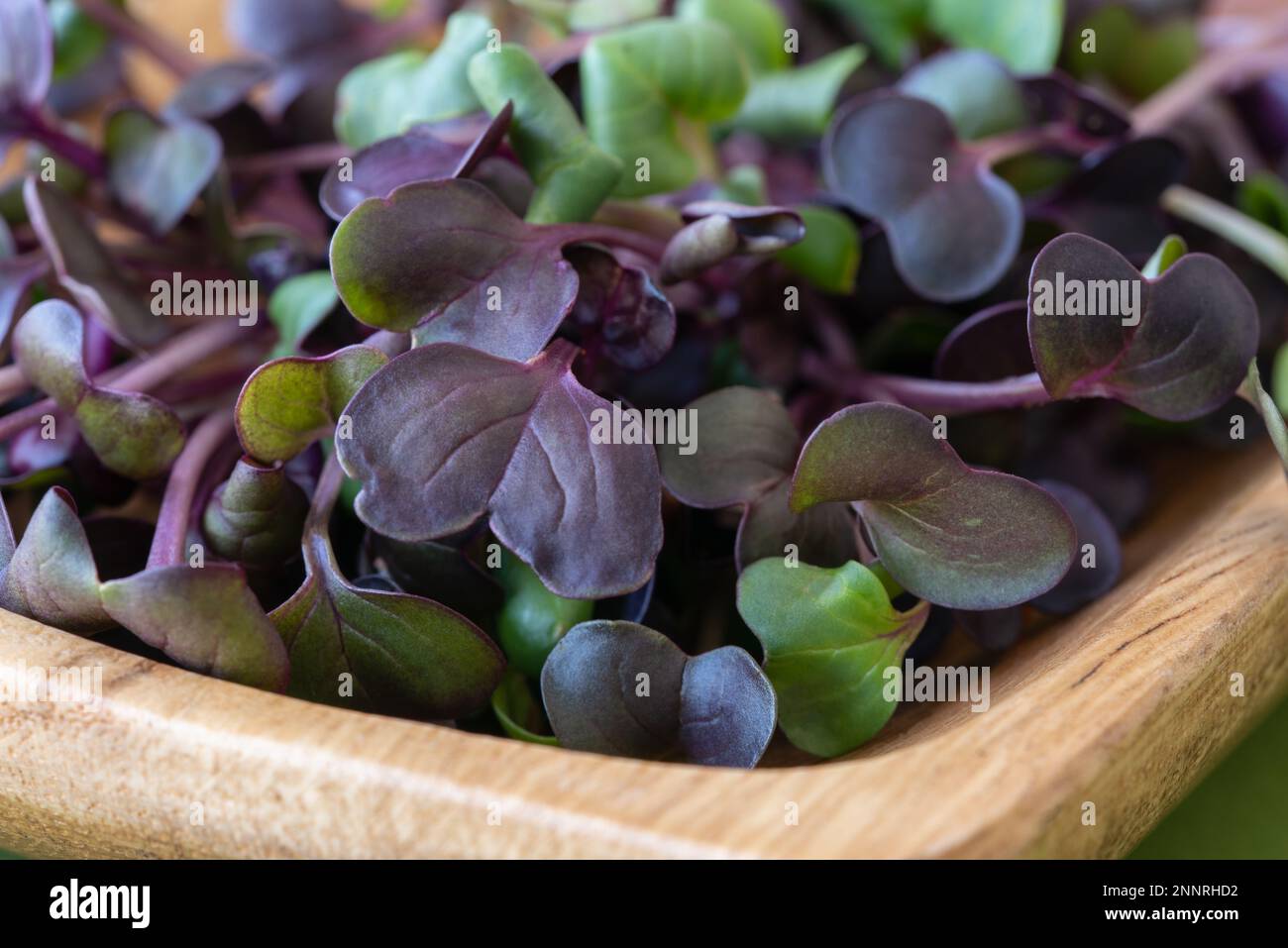 Sunflower micro greens immagini e fotografie stock ad alta risoluzione ...