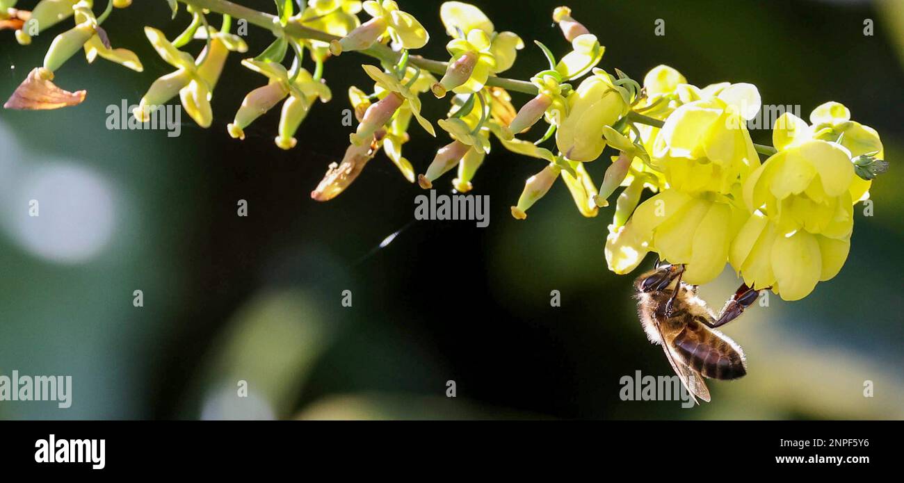 Ape inverno mahonia 2023 immagini e fotografie stock ad alta ...