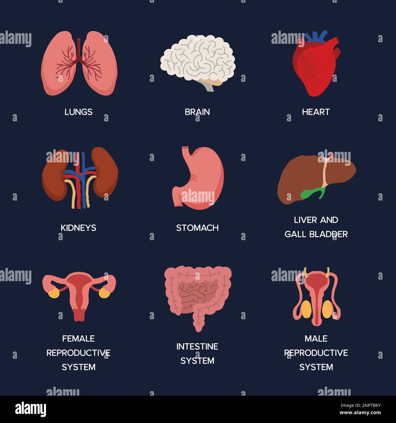 Organi interni. Anatomia del corpo umano icone degli organi, polmoni e ...