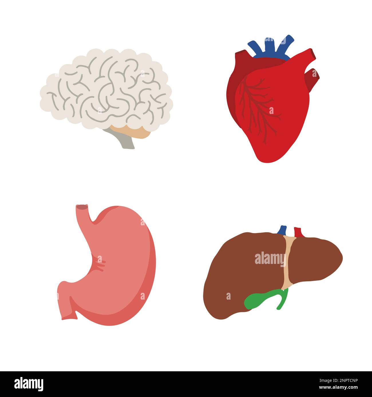 Organi interni umani, anatomia cartoon parti del corpo cervello e cuore ...