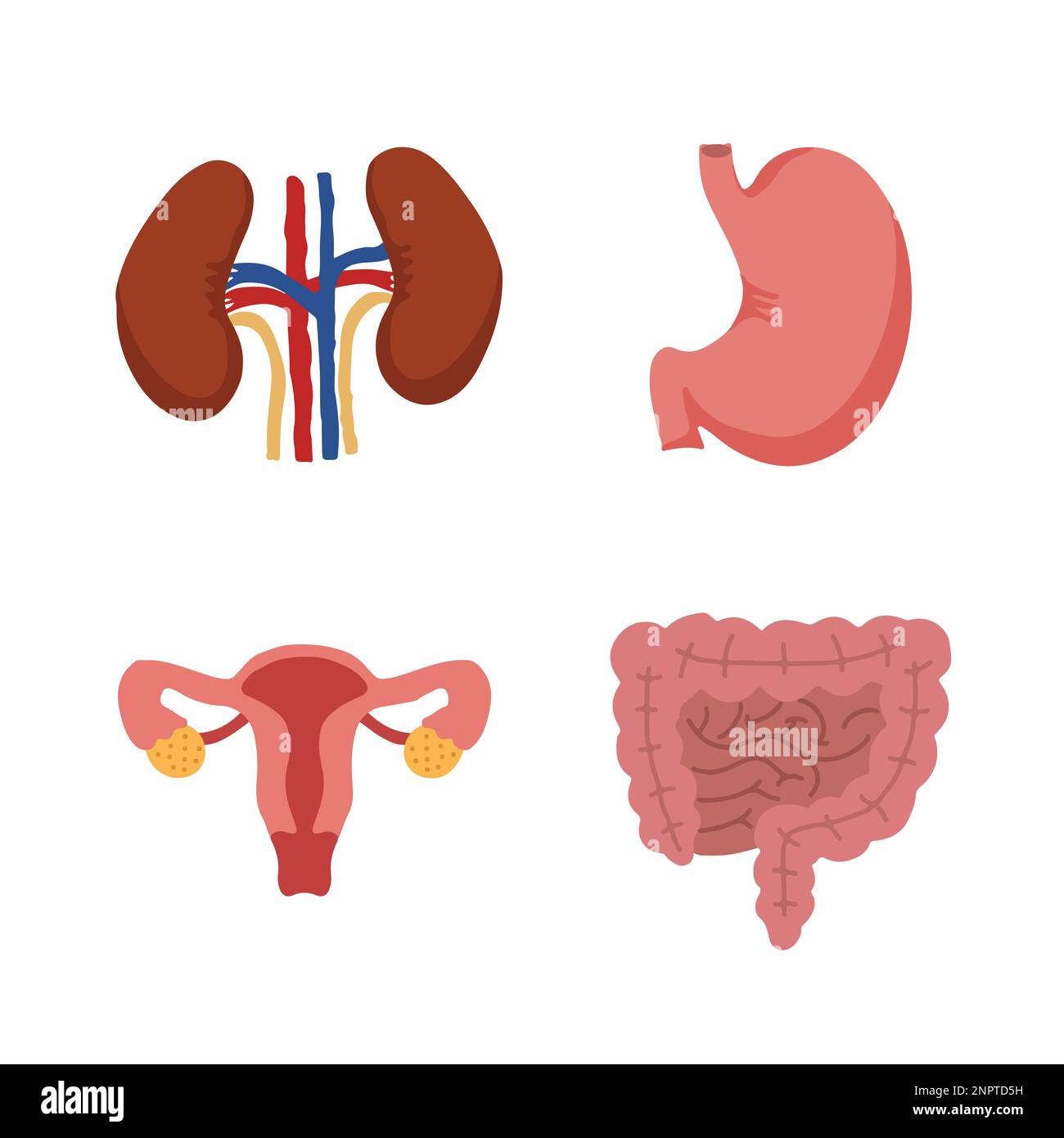 Organi interni umani, anatomia cartoon parti del corpo stomaco con ...