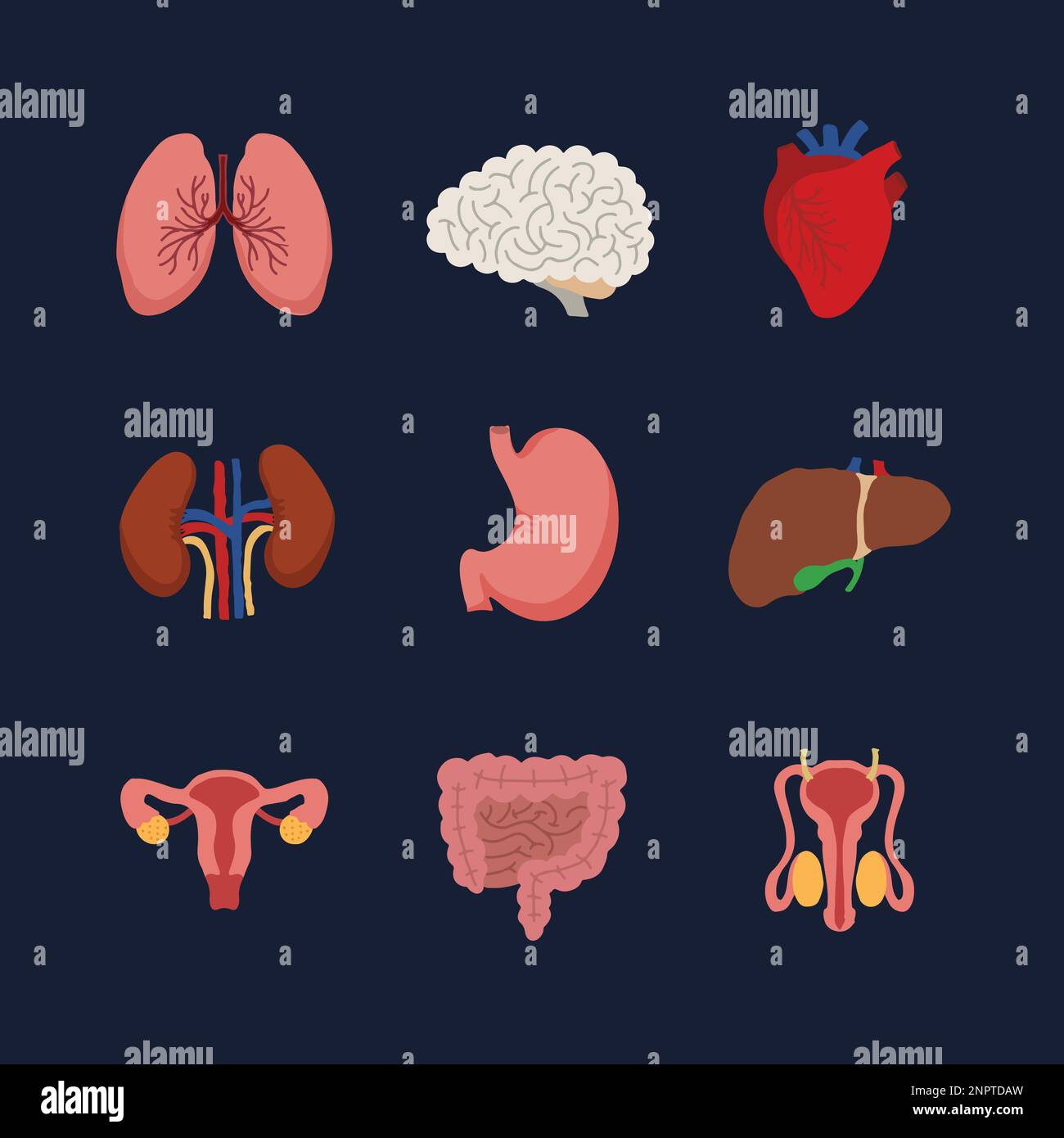 Organi interni. Anatomia del corpo umano icone degli organi, polmoni e ...