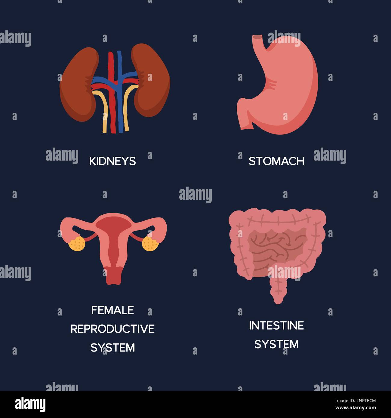 Organi interni umani, anatomia cartoon parti del corpo stomaco con ...