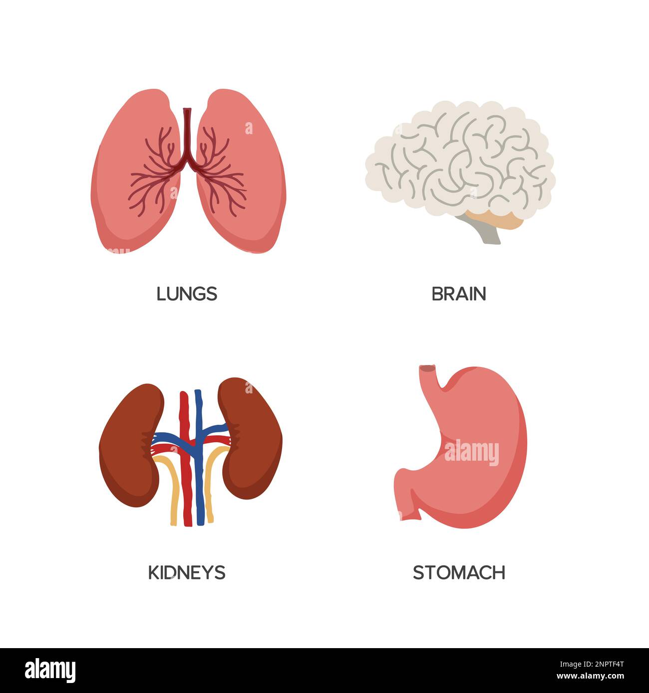 Organi interni umani, anatomia cartoon parti del corpo cervello e ...