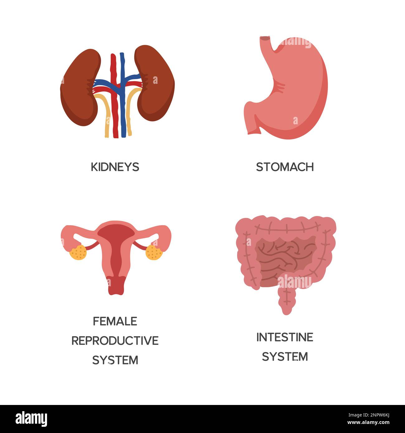 Organi interni umani, anatomia cartoon parti del corpo stomaco con ...