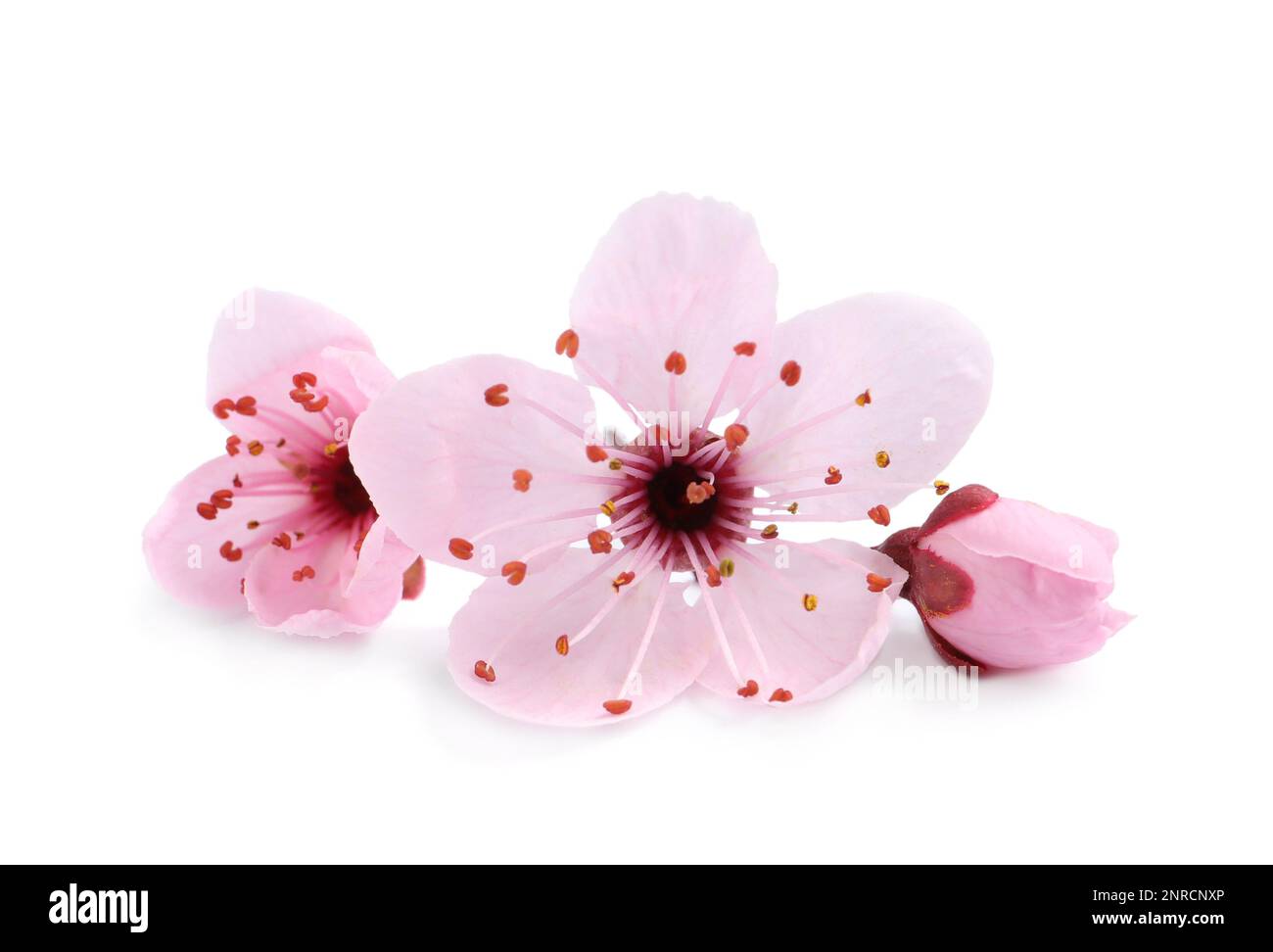 Fiori di ciliegio rosa chiaro Immagini senza sfondo e Foto Stock ...